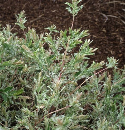 Nishiki Willow Plant Something Montana