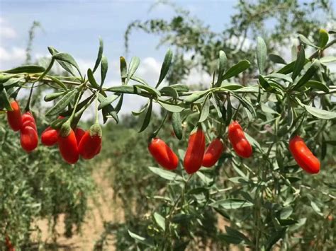 中宁枸杞图片和介绍宁夏中宁枸杞图片大全大山谷图库