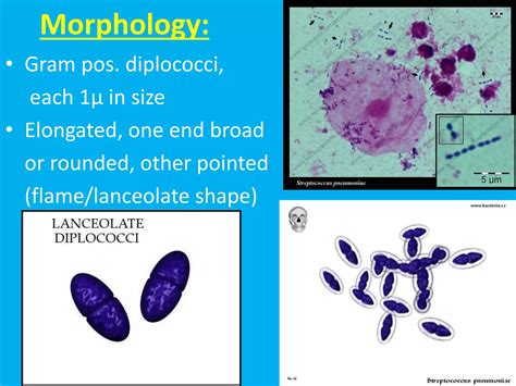 Streptococcus Pneumoniae By Dr Rakesh Prasad Sah Ppt