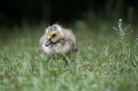 Tiny Bird Perched In Lush Green Grass Stock Image Image Of Avian Swaying 320598929