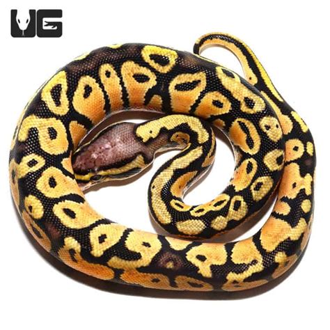2018 Lavender Albino Spider Ball Python For Sale Underground Reptiles
