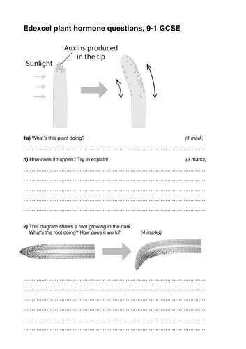 Edexcel Plant Hormone Worksheet 9 1 Gcse Teaching Resources