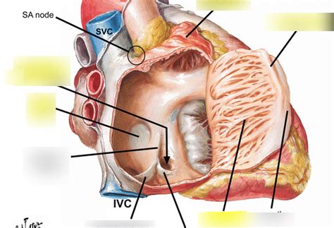 Pectinate Muscles Diagram Quizlet