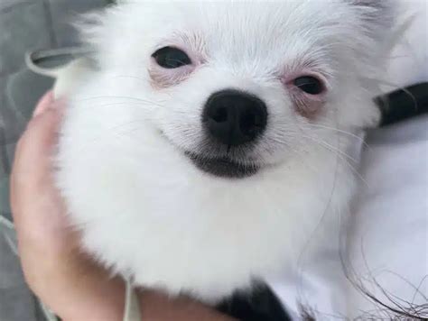 요새 유재석 닮은 강아지 팬플러스 커뮤니티