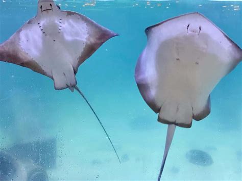 200 Stingray Wallpapers