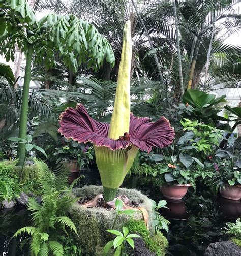 36 Strange Plants You Wouldnt Want To Have In Your Garden Bored Panda