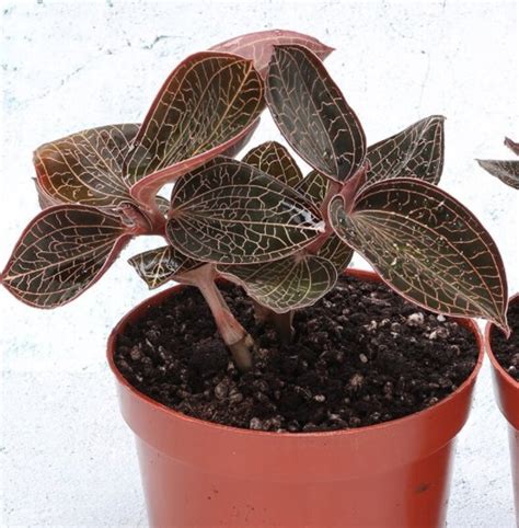 Anoectochilus Roxburghii Tissue Culture Seedling Live Plants And Bonsai