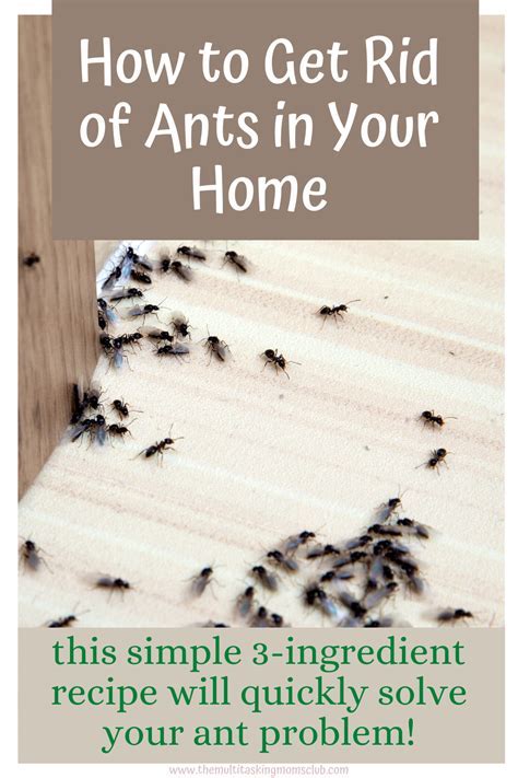 How To Quickly Get Rid Of Ants In Your House