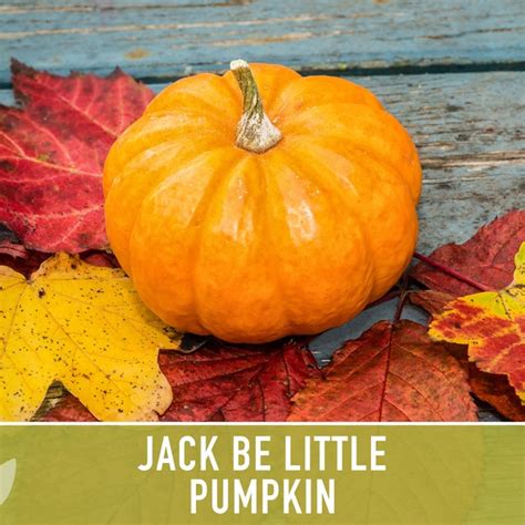 Jack Be Little Etsy