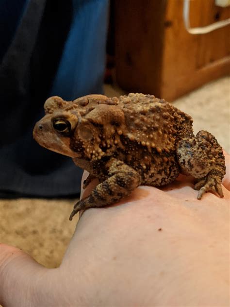 Is My American Toad A Good Weight Rtoads