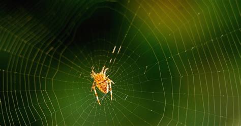 Spider Web Bandages New Medicine Mimics Nature