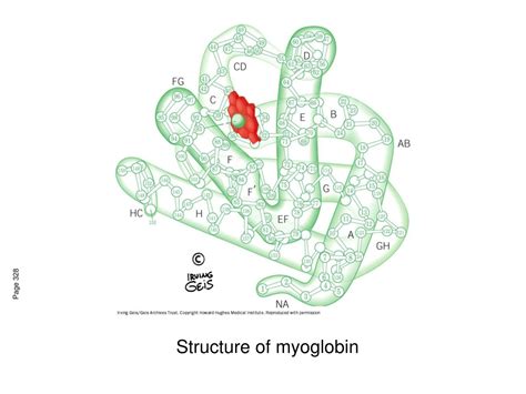 Ppt Globular Proteins And Respiratory Block Powerpoint Presentation