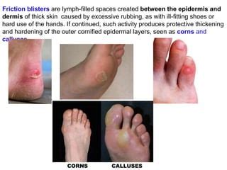 L1 Skin Science Of Epidermis Dermis And Subdemishistology And