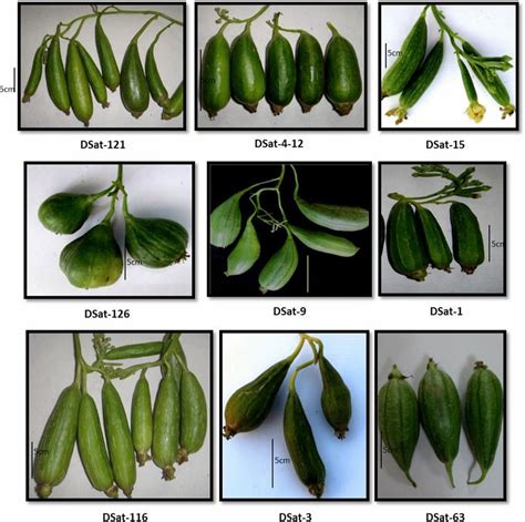 Variability For Fruit Traits In Luffa Hermaphrodita Genotypes