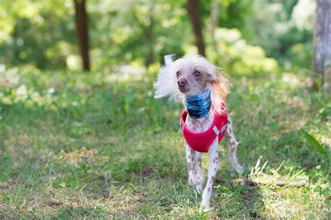 차이니스 크레스티드의 성격 특징과 훈련의 중요성