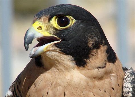 Adaptations For The Speedy Life Style Of Peregrine Falcons Buffalo