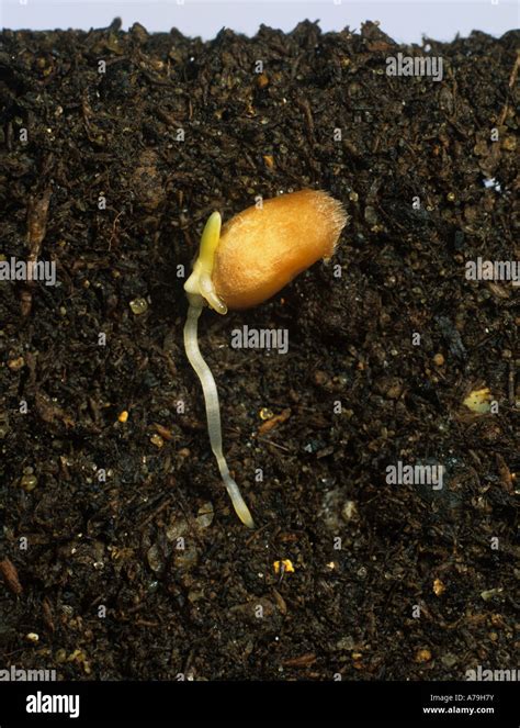 Seed Sprout Roots