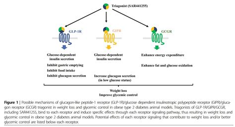 Retatrutide Part 1 Was A Triple Agonist For Glp 1 Gip And Glucagon