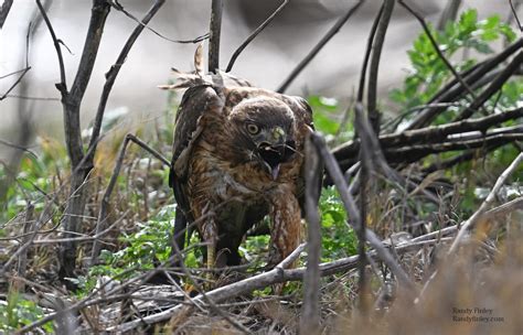 Warning Predation Images A Red Tailed Hawk Drowns Drags And Eats An American Coot Sacramento