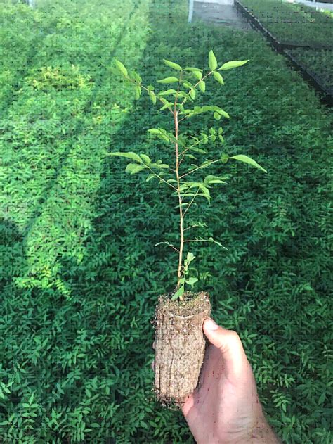 Ucb 1 Viveros Anjomar