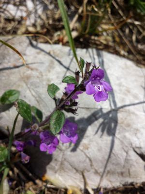 Душевка альпийская (Уход, Характеристики, Цветок, Изображения)