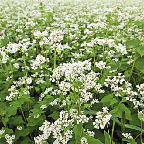 Buckwheat Planting Guide At Donald Blanton Blog