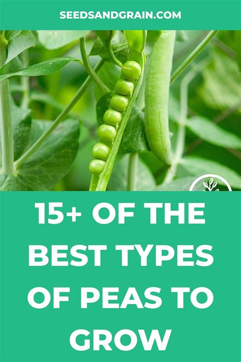 Best Types Of Peas To Grow