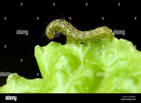 Cabbage Moth Killer At Billie Barker Blog