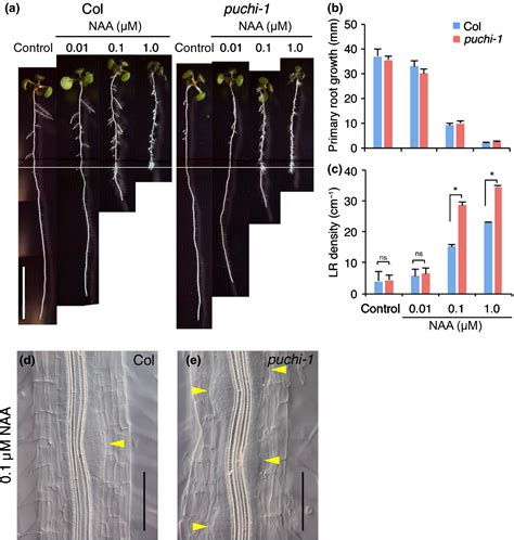 Lateral Root Initiation Requires The Sequential Induction Of