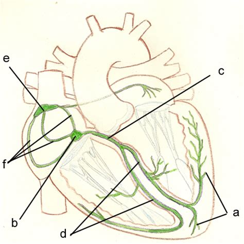 Cardiac Conduction System Diagram Quizlet