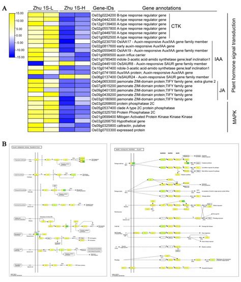 Differentially Expressed Genes Involved In Plant Hormone And Mapk Download Scientific Diagram