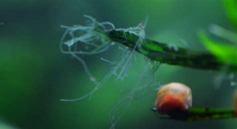 Does Uv Light Kill Black Beard Algae Is Uv The Answer