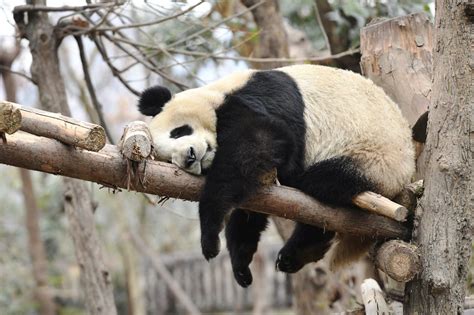 Những Hình ảnh Gấu Trúc đẹp Nhất