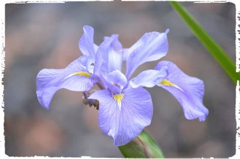 Iris Virginica Hybrid Jay Touch The Sky Carrollsiris