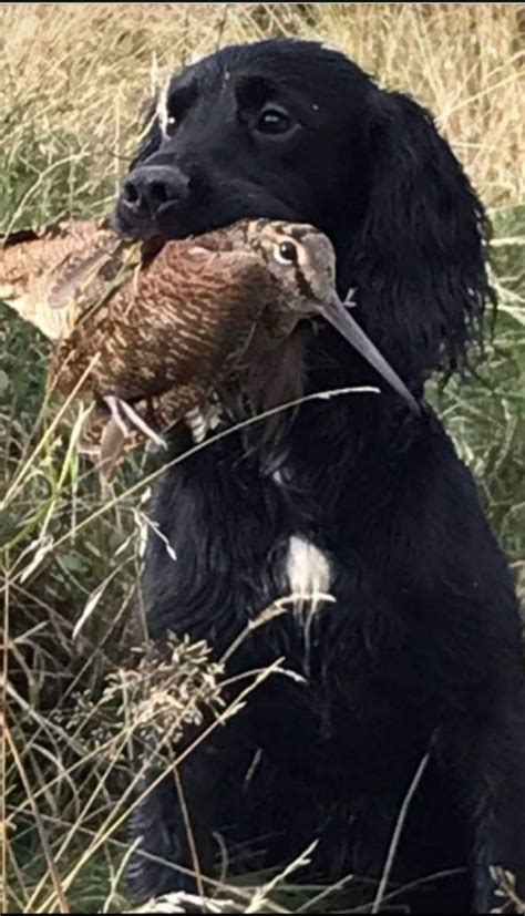 Cocker Spanial Pups Working Dogs And Livestock The Hunting Life