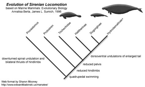 Cetacean Evolution Origin Of Sirenians