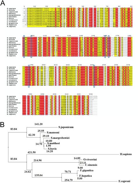 Evolutionary Sequence Analysis A Multiple Sequence Alignment Of Download Scientific Diagram