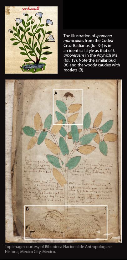 Voynich Manuscript Plants