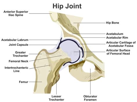 Ball And Socket Joint Diagram Why And How Of Ball Joint Replacement