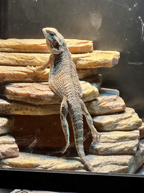 Such Sexy Legs 🦵🏻 R Beardeddragons