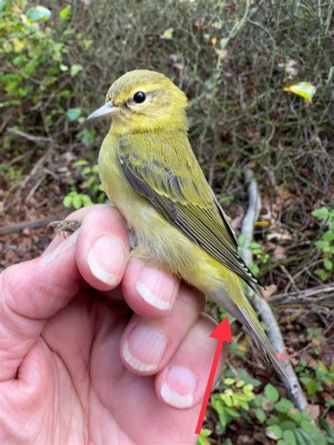 Wing Note The White Undertail Coverts Of The Tennessee Warbler Shown By Red Arrow The Orange