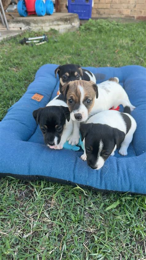 Purebred Mini Foxyfoxie Puppies Dogs And Puppies Gumtree Australia