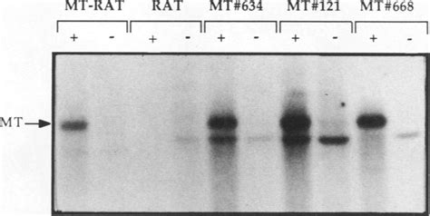 Evidence That Mammary Tumors Derived From The Mmtvmiddle T Antigen Download Scientific Diagram