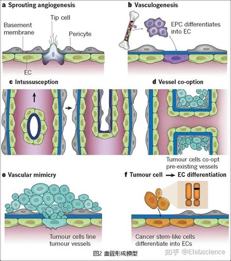 靶标解读丨血管生成关键因子—vegf 知乎