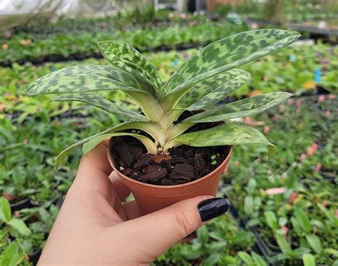 Storczyk Paphiopedilum Makuli X Tadao Takahashi X Sukhakulii Fs Orchidgarden