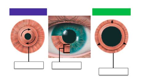 Intrinsic Eye Muscles Diagram Quizlet