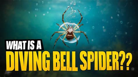 What Is A Diving Bell Spider🕷️💦 Youtube