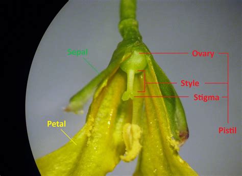 Ubc Biology 210 Blog Lab 9 Angiosperm Reproduction