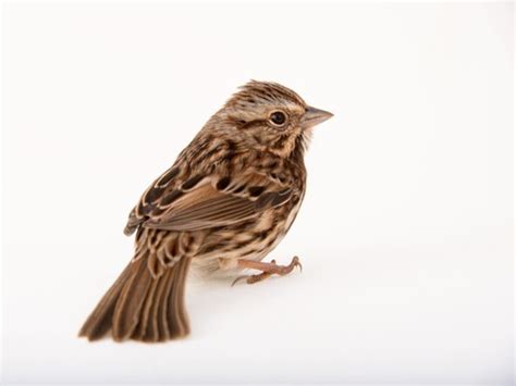 Birds Flashcards Quizlet