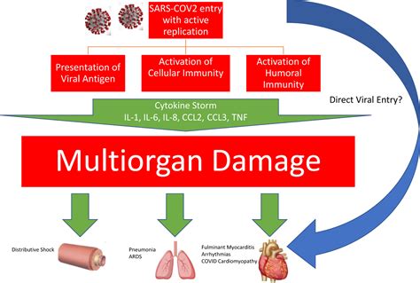 Myocarditis Echo Findings Myocarditis The Disease Is Commonly Caused By Viral